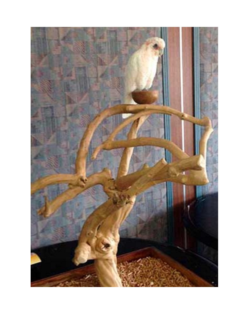 Java Mini Tree Medium NEW